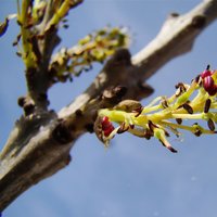 Frêne : début d'émission de pollen