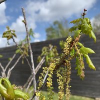 Chêne rouvre : début d'émission de pollen